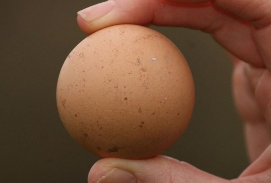 The Extraordinary Discovery: Perfectly Round Egg Worth Rs. 78000 Found ...