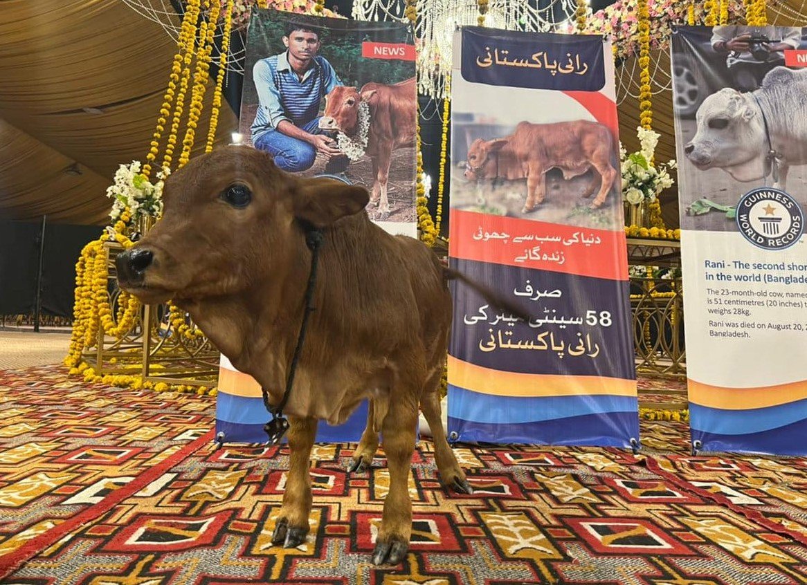 World’s Smallest And Expensive Cow ‘Rani Pakistani’ Exhibited Today ...